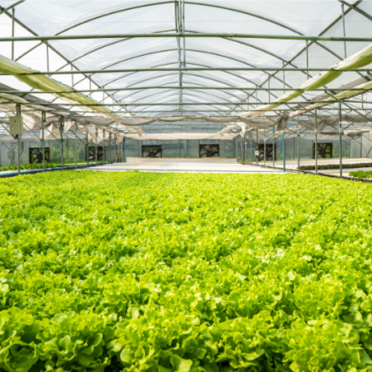 Culture sur radeaux flottants (RAFT) - Grow It Yourself - Smart Agriculture